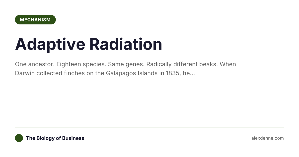 Adaptive Radiation (Mechanism) | The Biology of Business